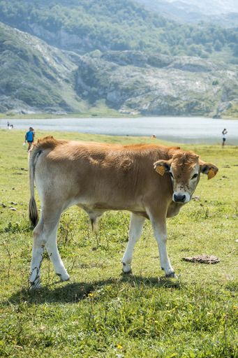Breathtaking shot of Picos de Europa National Park with a cow on the ...