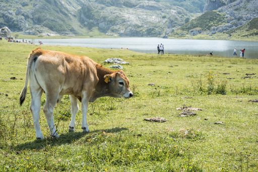 Breathtaking shot of Picos de Europa National Park with a cow on the ...