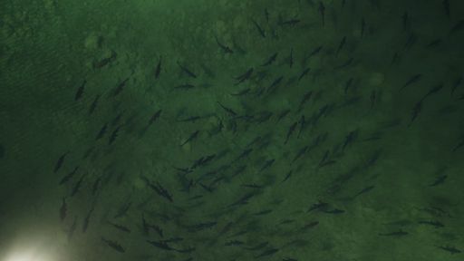 Zoom in drone shot showing black fish in the lake. Stock video Wirestock