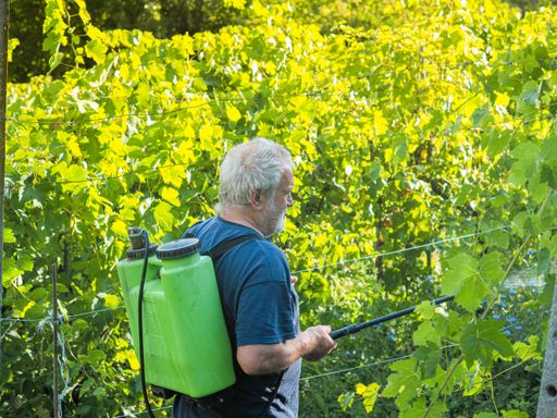 farmer spraying fungicide to organic grape vines Stock photo | Wirestock