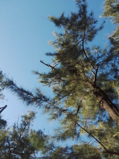 Venus | birds flying in the air over some trees and leaves with no ...