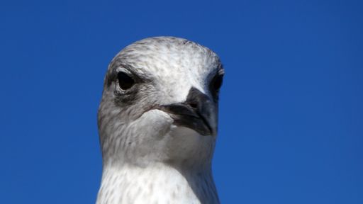 Close-up of a Common gull's head ( Larus canus) against the blue sky ...