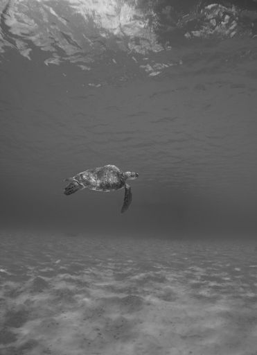 Grayscale of a sea turtle swimming under the sea Stock photo | Wirestock