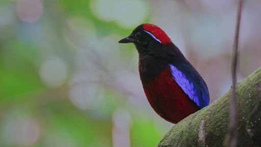 Jason The Zoologist | Call of a Garnet Pitta Erythropitta granatina in ...