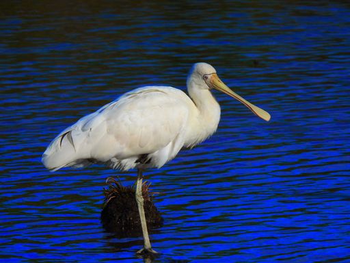 camera-man69 | “Yellow Billed Spoon Bill” collection on Wirestock