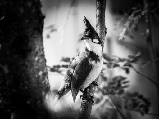 Girish Reddy | Bulbul Bird Sitting on Tree