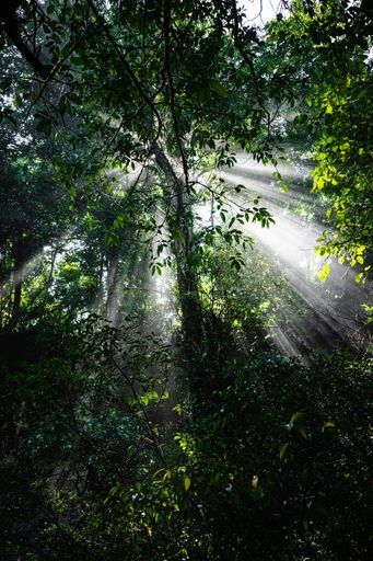 Vertical low angle shot of sun rays falling through the trees in the jungle in Khao Yai ...