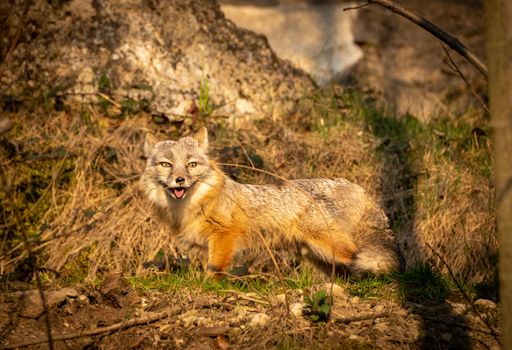 Alex | “Animals” collection on Wirestock