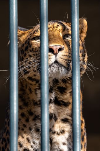 a leopard locked in a cage Stock photo | Wirestock