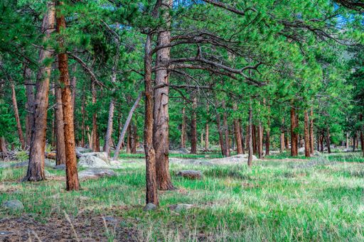 Abhishek Kumar| A view of an evergreen pine tree forest, on a sunny day ...