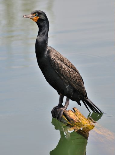 Abhishek Kumar| Closeup of a cormorant perching on wood in the lake