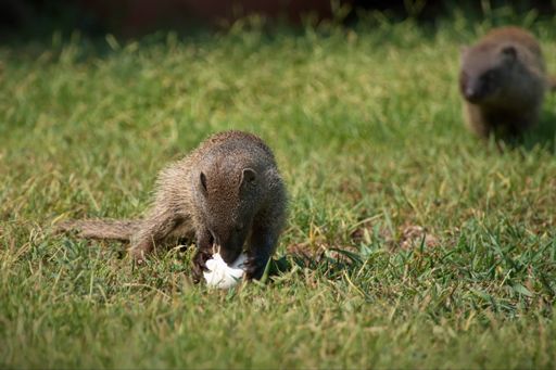 Mongoose with an egg in a grassy field in Israel Stock photo | Wirestock