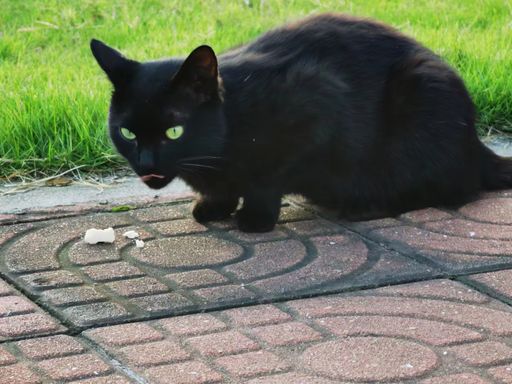 Sheya | “cat” collection on Wirestock